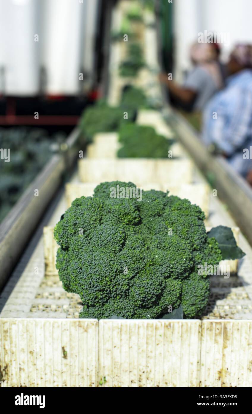 Harvest broccoli in farm with tractor and conveyor. Workers picking ...