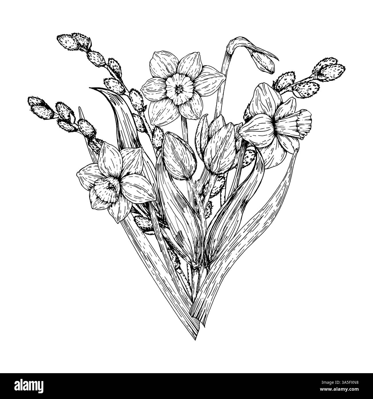 Detailed black and white hand drawn illustration of blooming daffodils ...