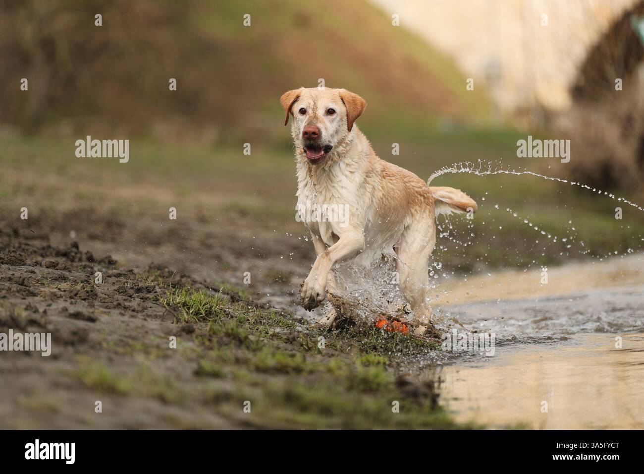 blonde Labrador Retriever Stock Photo - Alamy