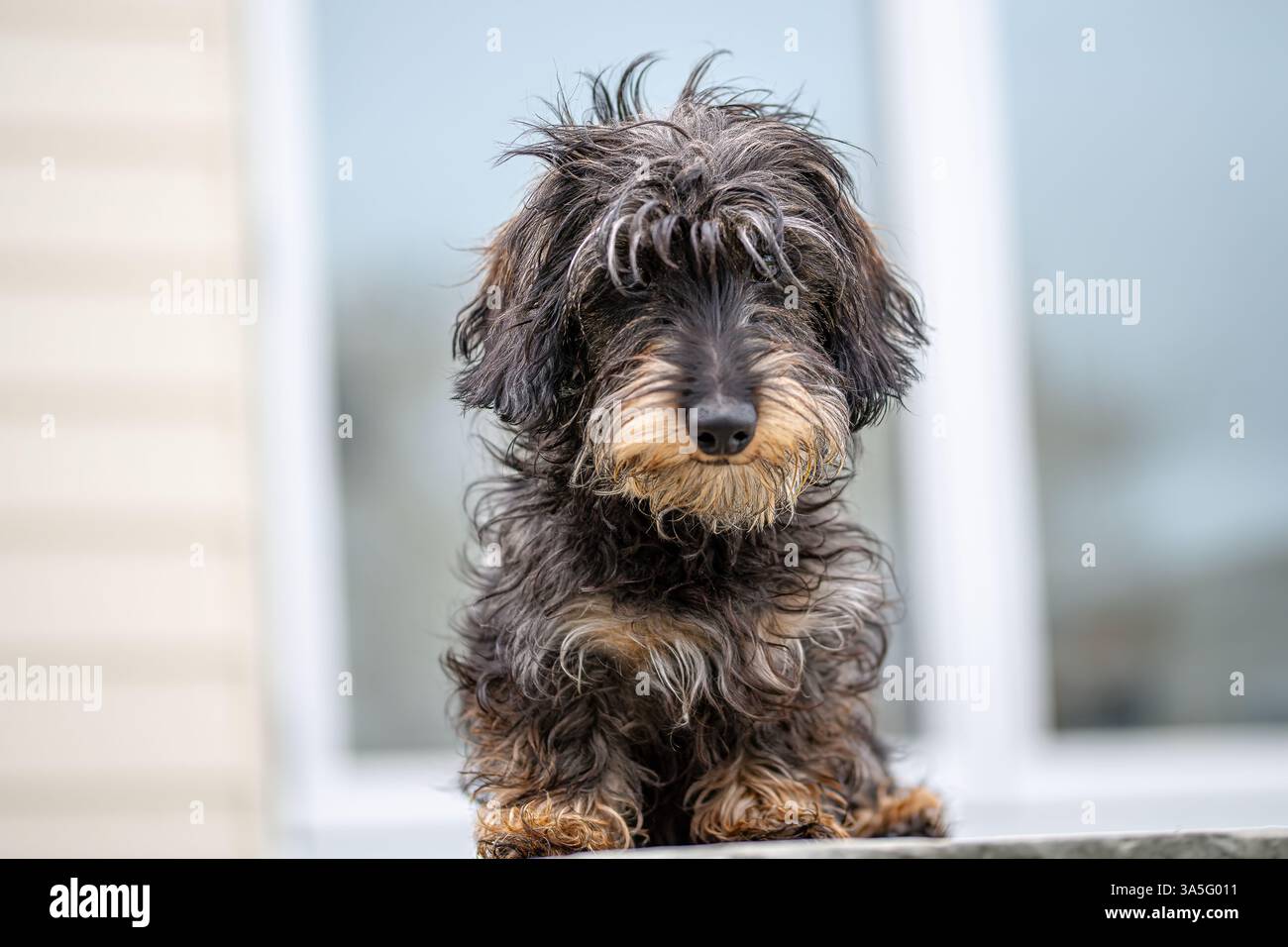 An endearing image of a scruffy puppy, miniature wirehair dachshund ...
