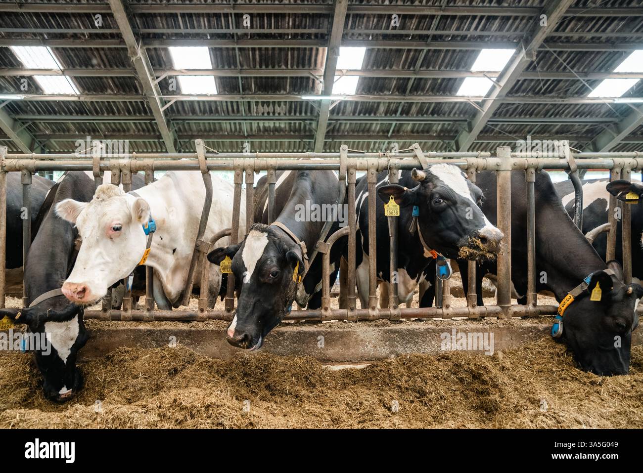 Vychodna, Slovakia - July 29, 2024: Group of cows at cowshed eating hay ...