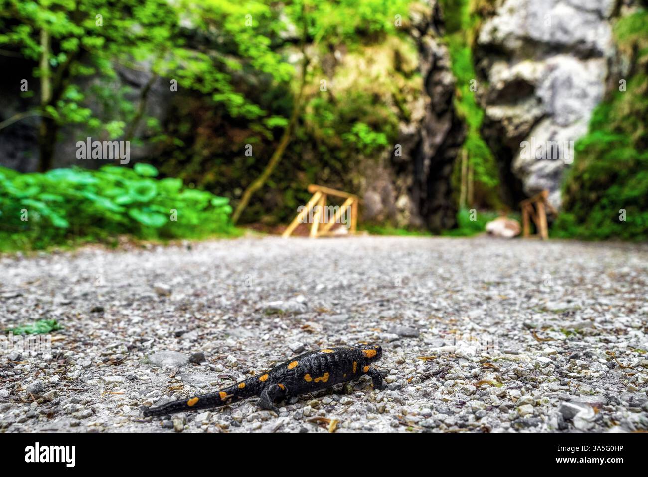 Fire salamander in front of rock formation called Devil's Gate in ...