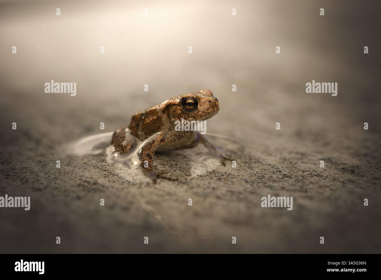 Common toad bufo sits hi-res stock photography and images - Alamy
