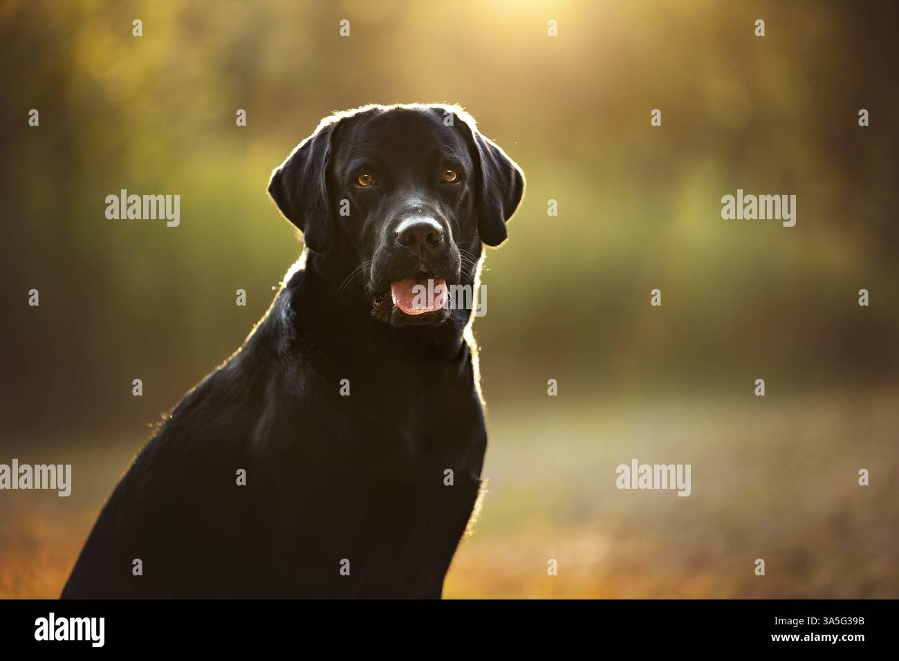 Black labrador retriever dog cat hi-res stock photography and images ...