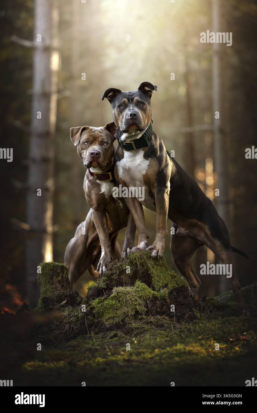 American Staffordshire Terrier and American Bully Stock Photo - Alamy
