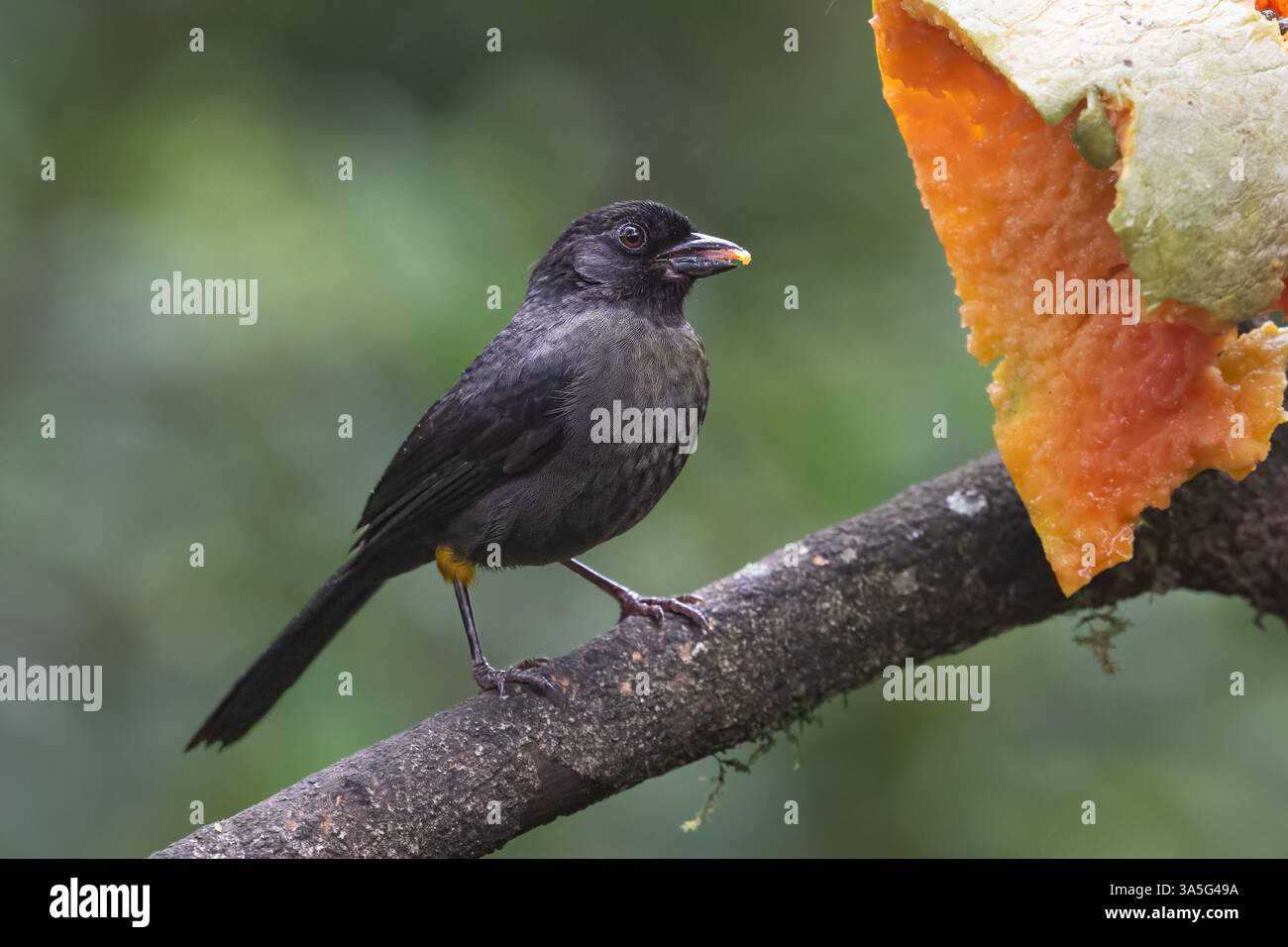 The yellow-thighed brushfinch, Atlapetes tibialis, is a passerine bird ...