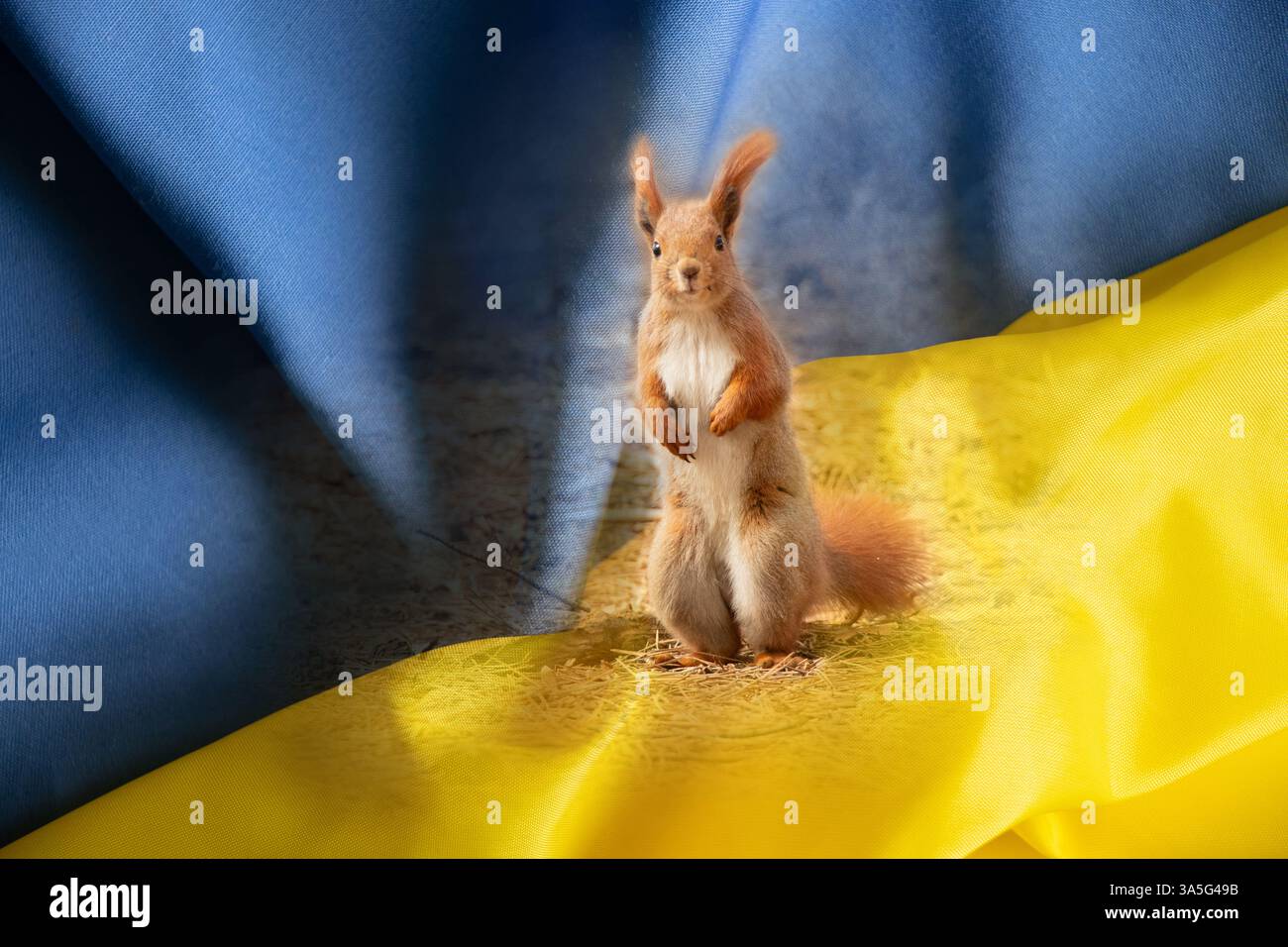 Ukrainian squirrel hi-res stock photography and images - Alamy