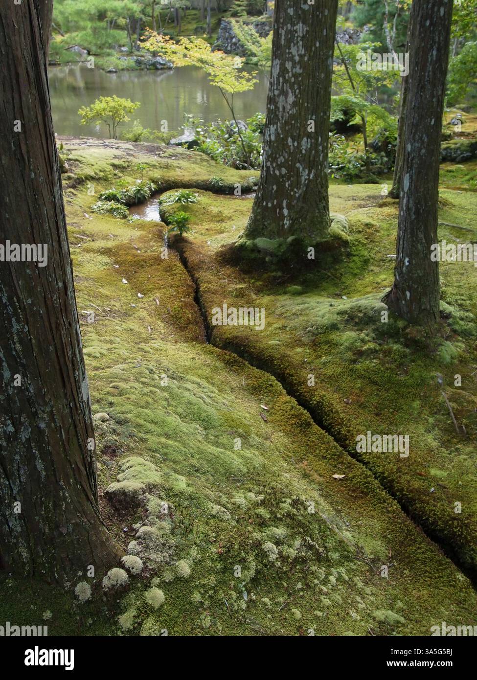 Moss temple hi-res stock photography and images - Alamy