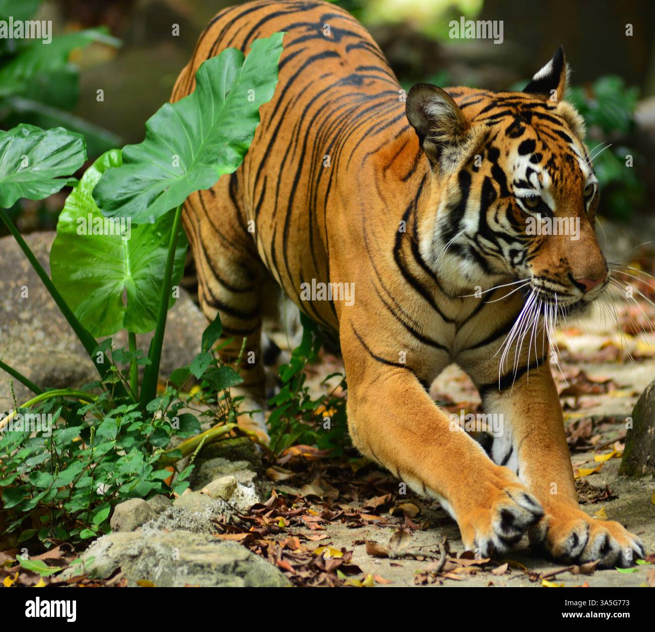 Peninsular Malaysia holds some of the worlds oldest, most intact ...