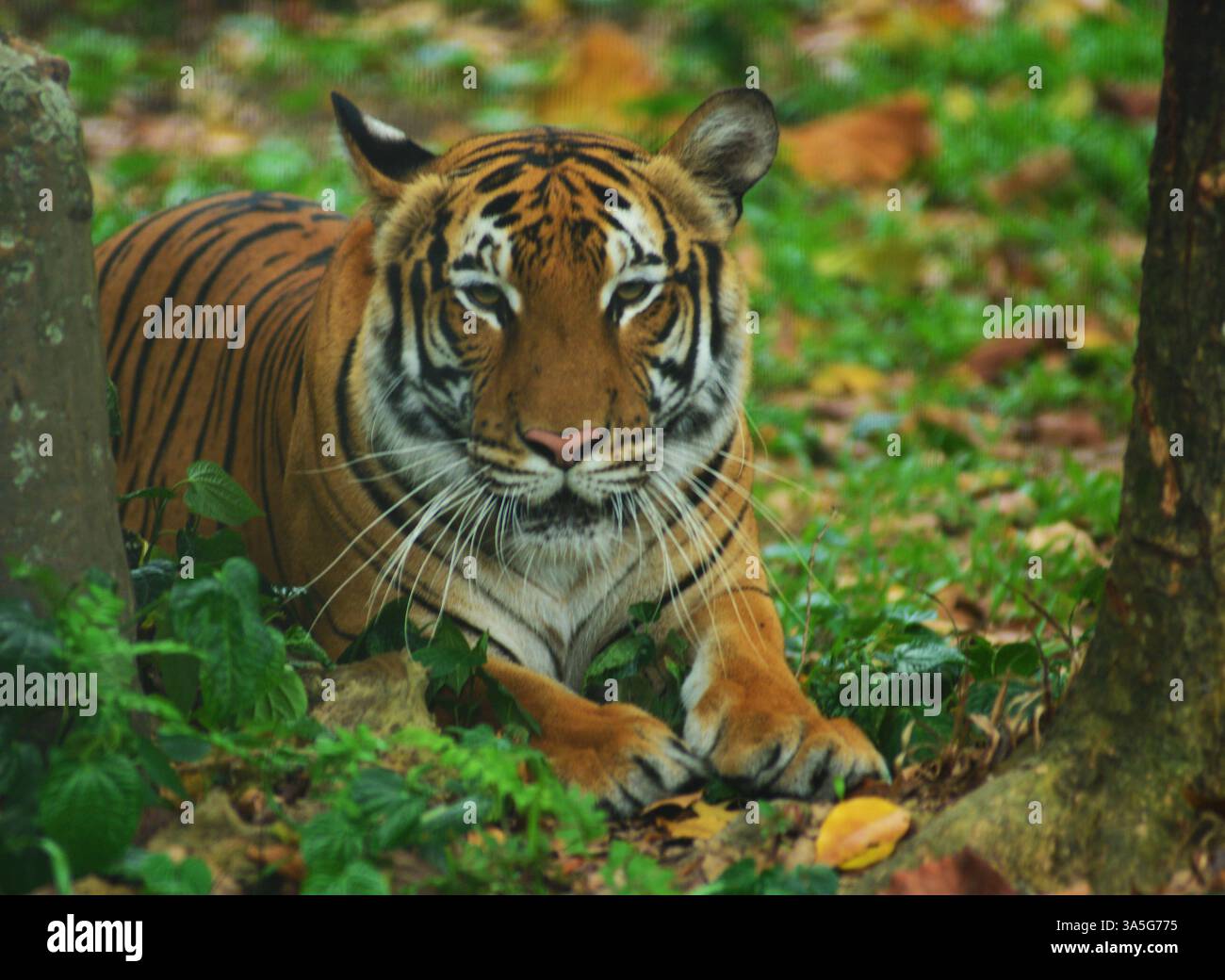 Peninsular Malaysia holds some of the worlds oldest, most intact ...