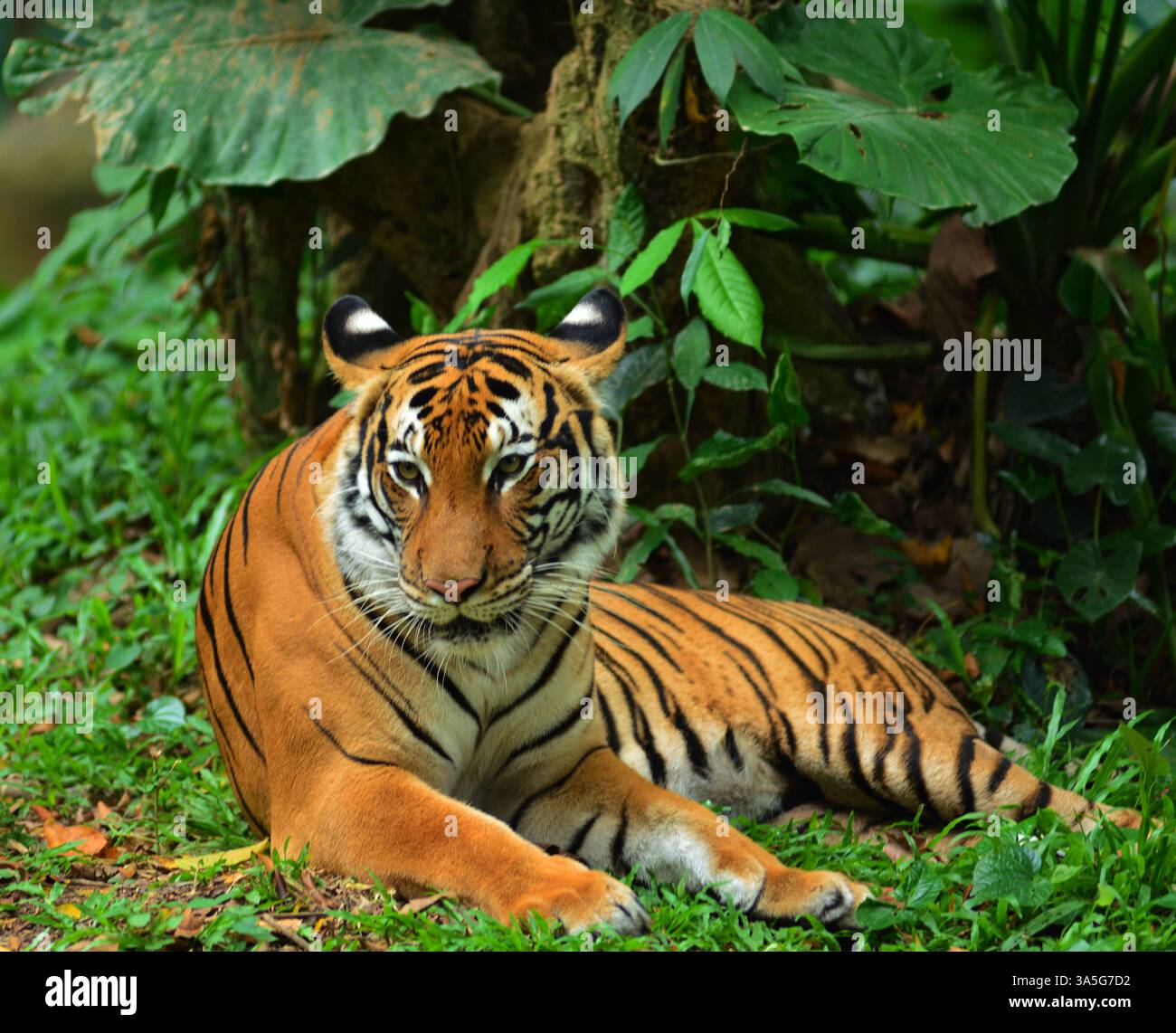 Peninsular Malaysia holds some of the worlds oldest, most intact ...