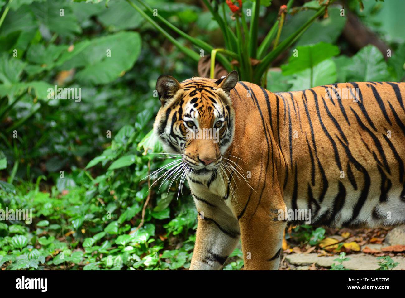 Peninsular Malaysia holds some of the worlds oldest, most intact ...
