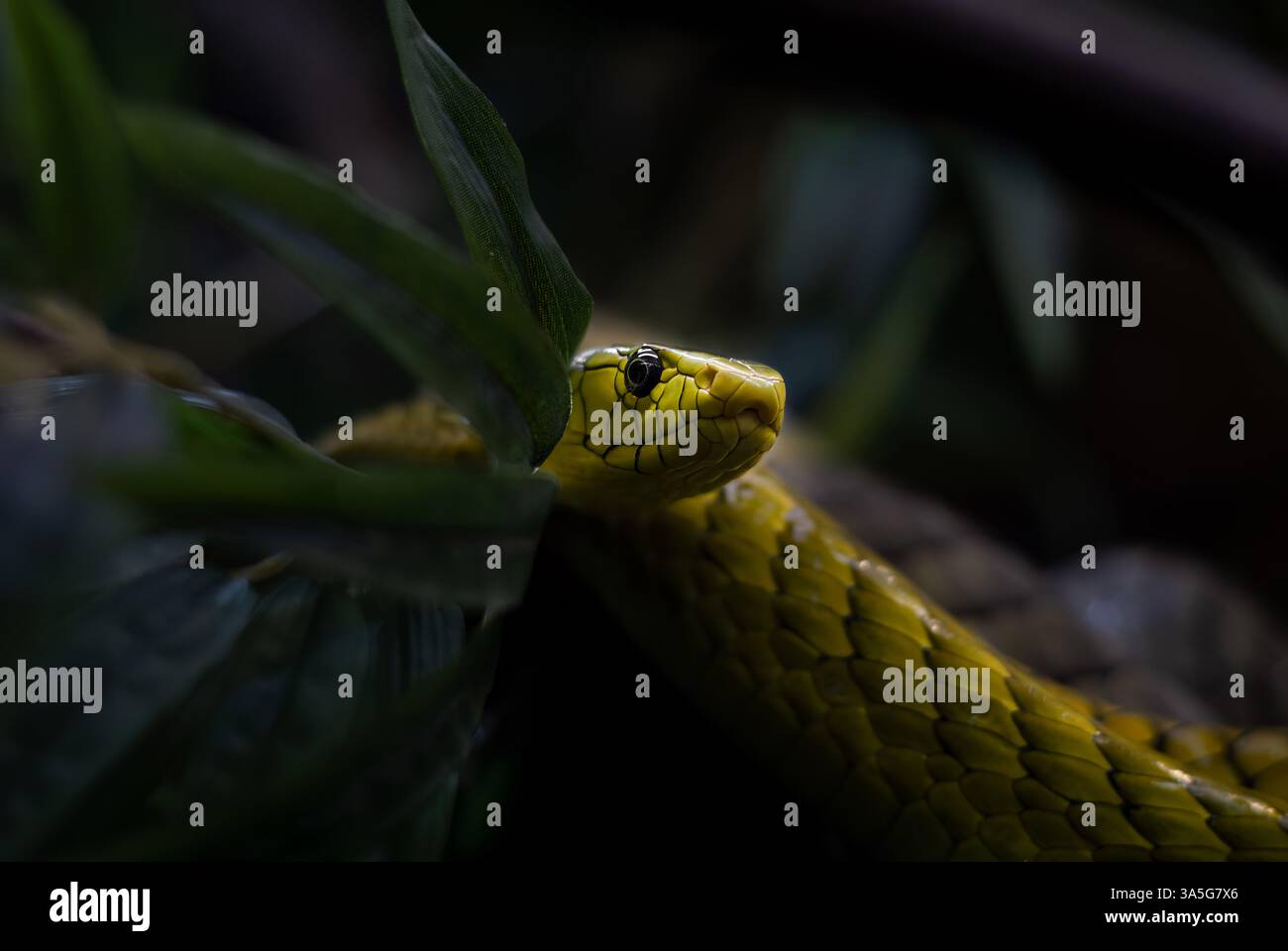 West african green mambas hi-res stock photography and images - Alamy