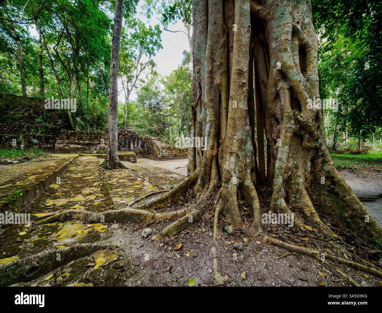 Tree at Calakmul Archaeological Site, Campeche State, Mexico Stock ...
