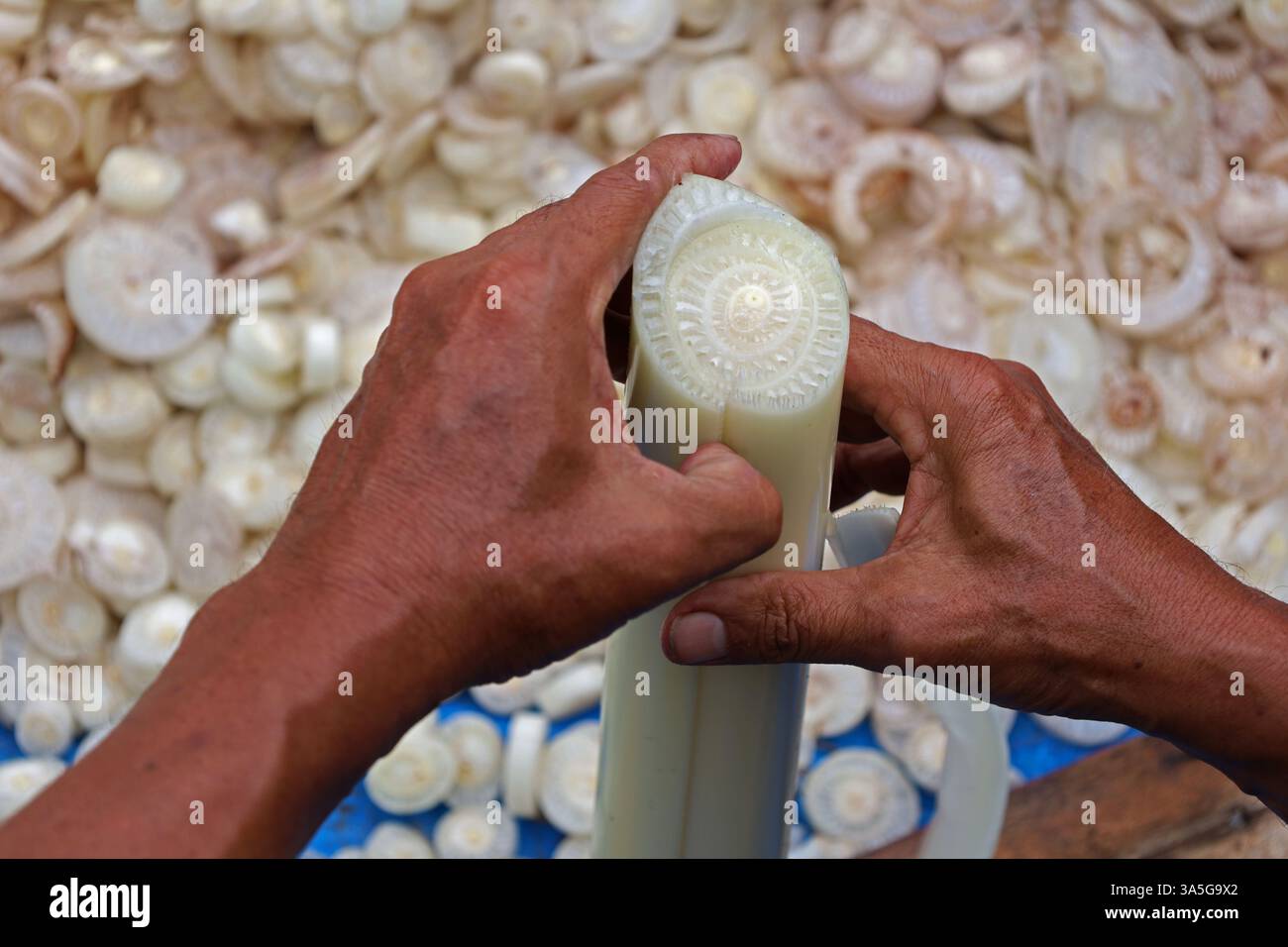 March 23, 2025, Aceh Besar, Aceh, Indonesia: Residents cut banana stem ...