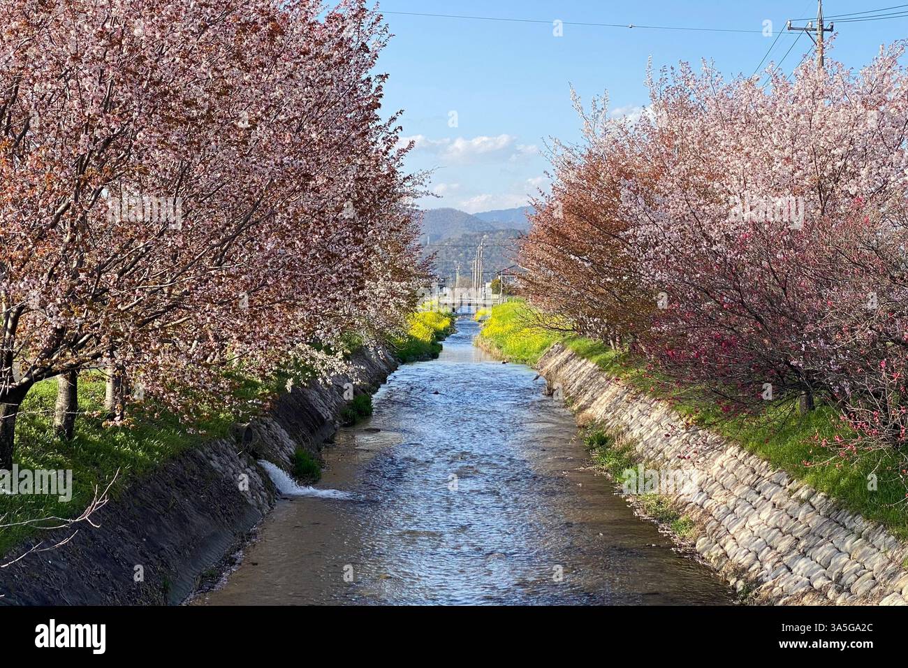 Flowing gently beneath the canopy of spring, this river becomes a ...
