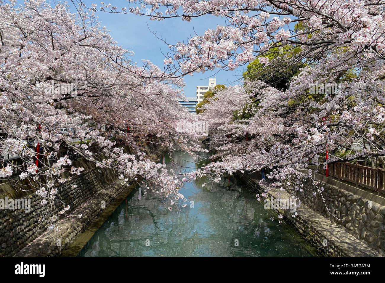 Flowing gently beneath the canopy of spring, this river becomes a ...