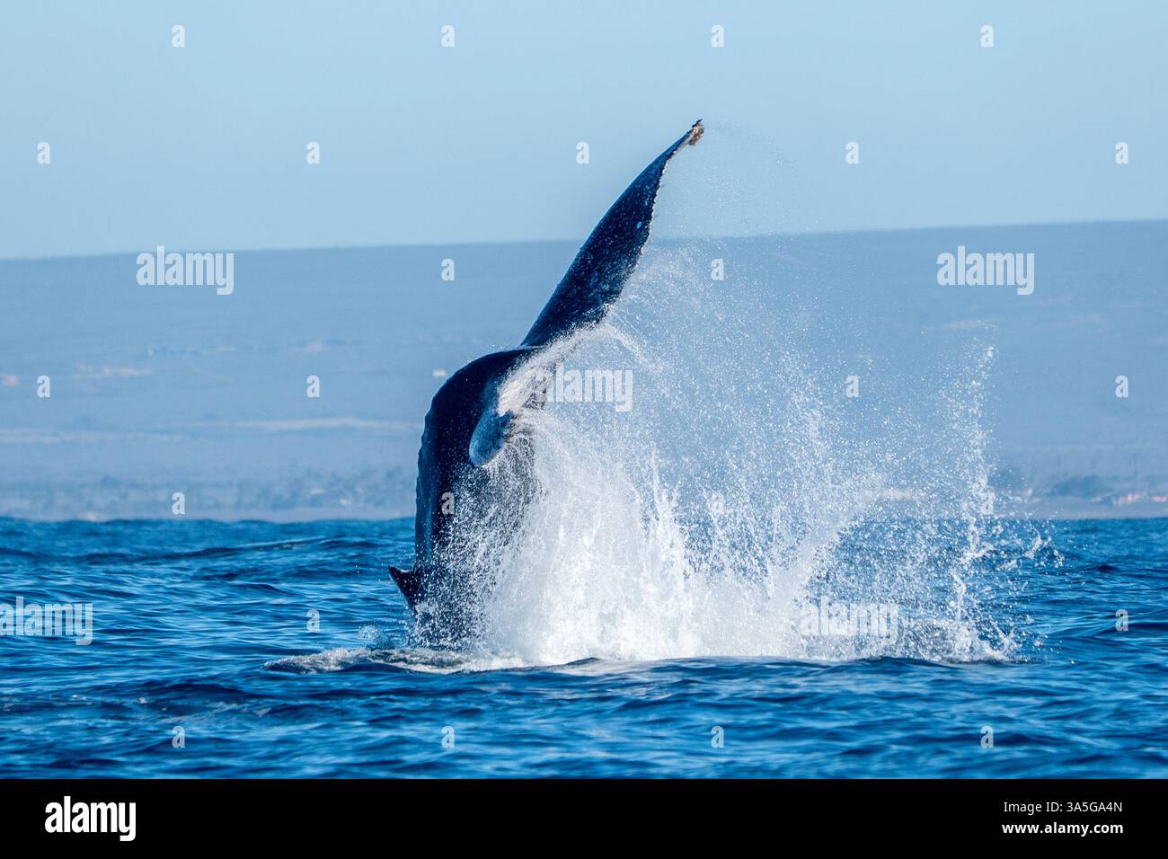Slow motion tail humpback whale hi-res stock photography and images - Alamy