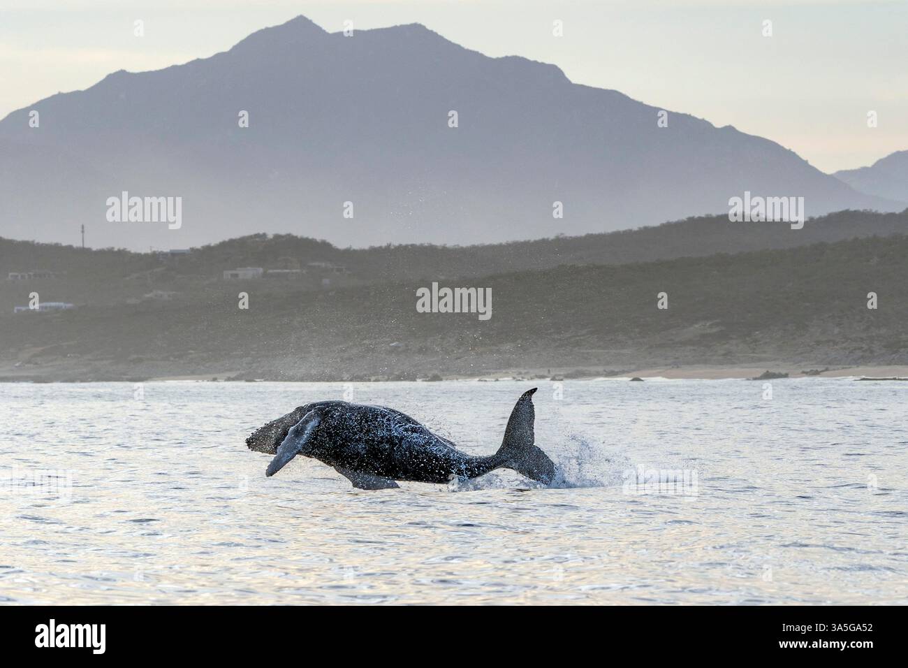 An humpback whale breaching at sunset off the coast of san jose del ...