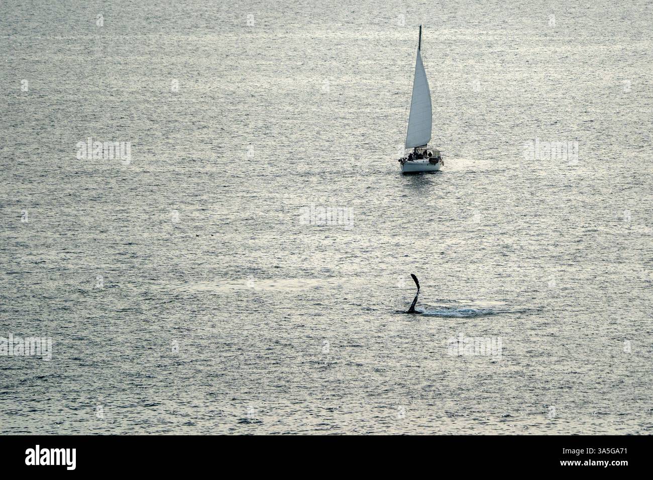 An humpback whale breaching in front of a sailboat in pacific ocean off ...