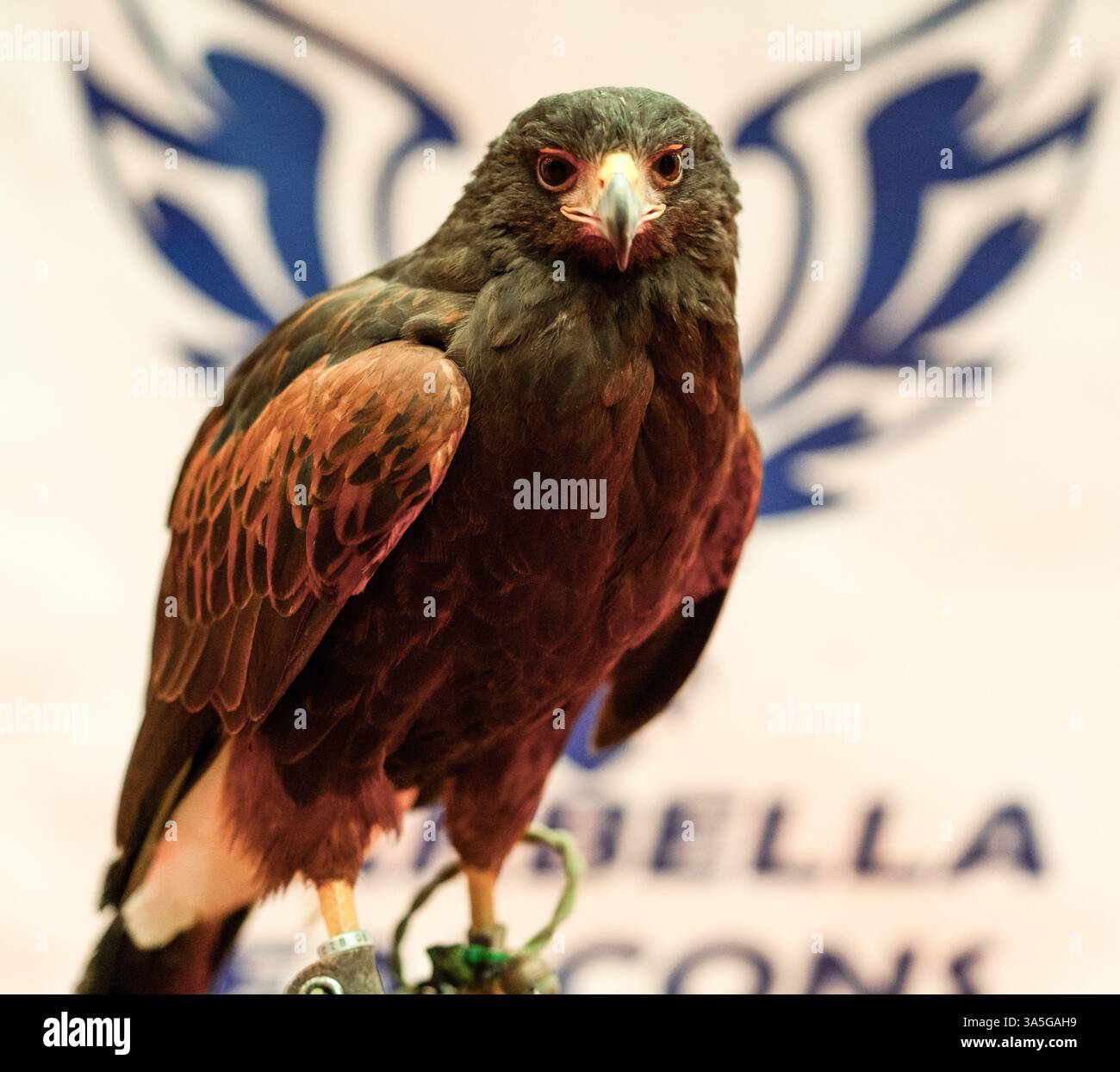 Madrid, Spain - 23rd March 2025. Raptors have an important role in ...