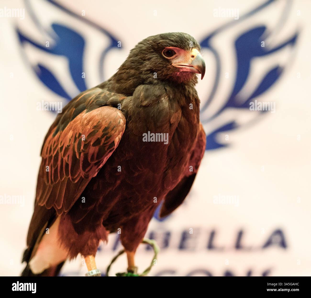 Madrid, Spain - 23rd March 2025. Raptors have an important role in ...