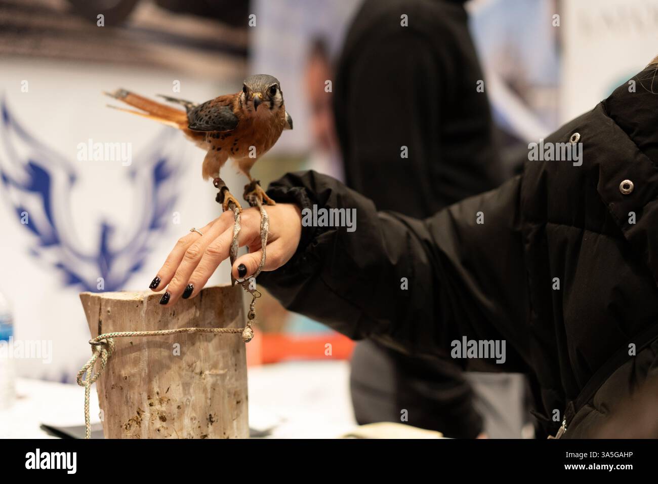 Madrid, Spain - 23rd March 2025. Raptors have an important role in ...