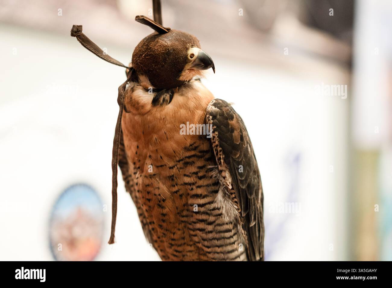 Madrid, Spain - 23rd March 2025. Raptors have an important role in ...