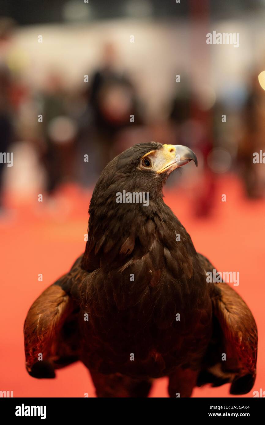Madrid, Spain - 23rd March 2025. Raptors have an important role in ...