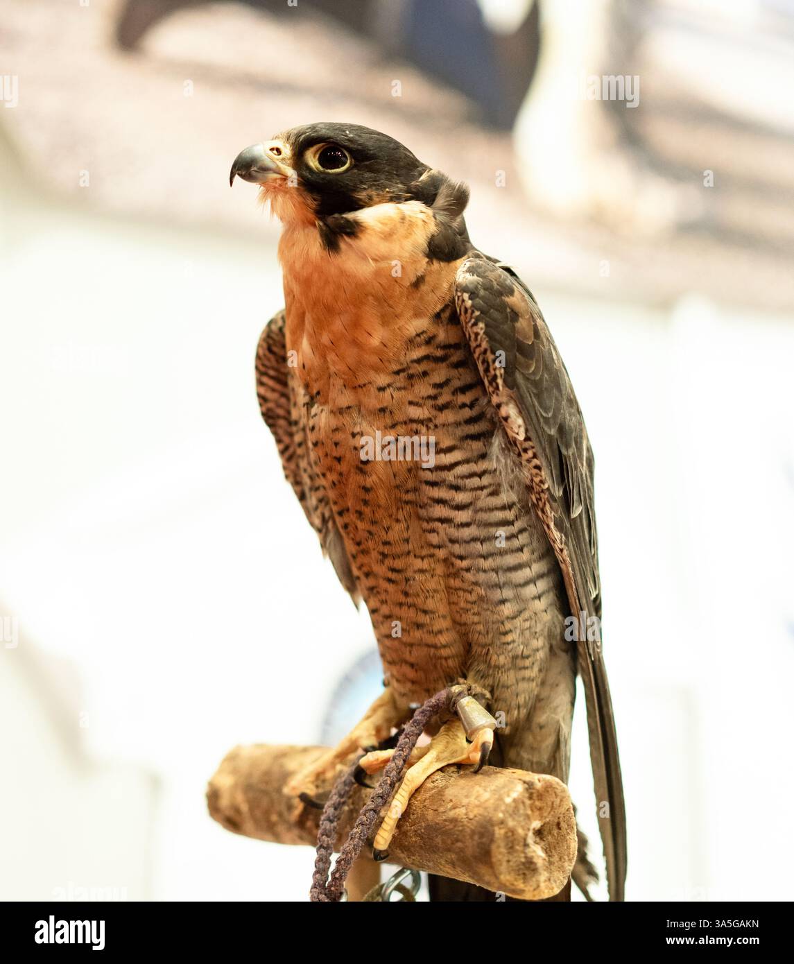 Madrid, Spain - 23rd March 2025. Raptors have an important role in ...