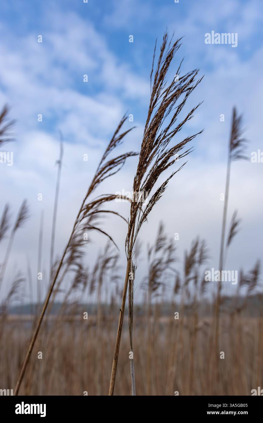 Reed Plants Set Against a Dramatic and Captivating Sky A Stunning ...