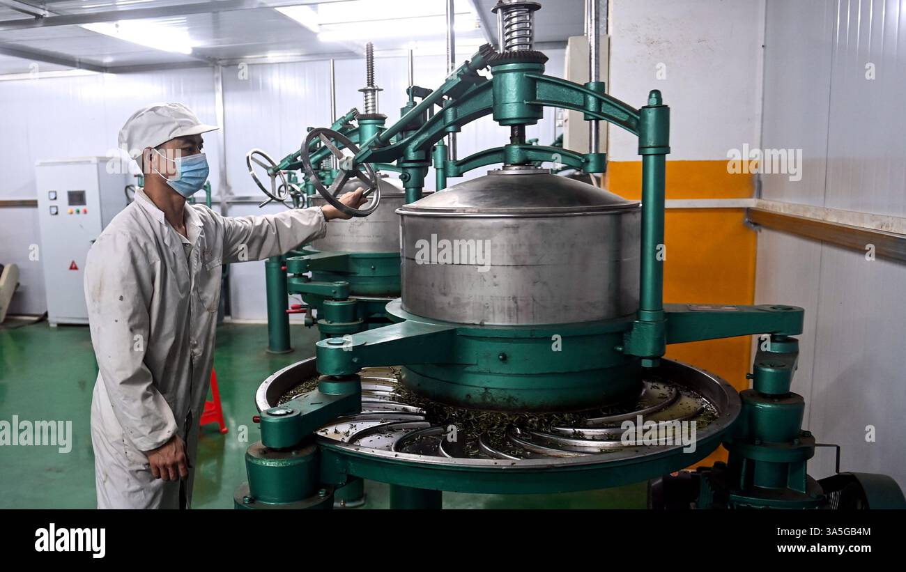 (250323) -- SANJIANG, March 23, 2025 (Xinhua) -- A worker processes tea ...