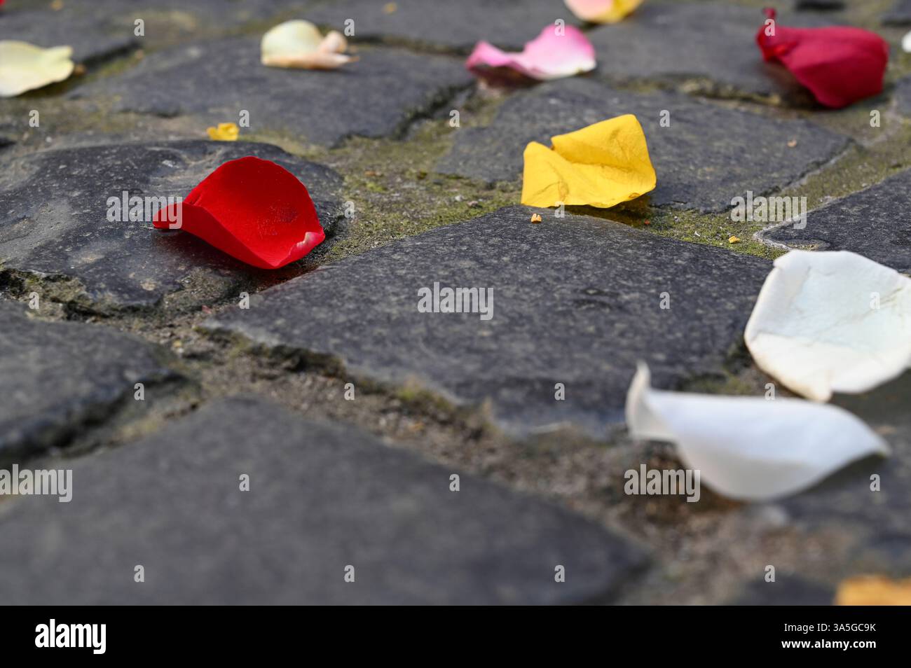 At a wedding after the wedding throw rose petals to celebrate Stock ...