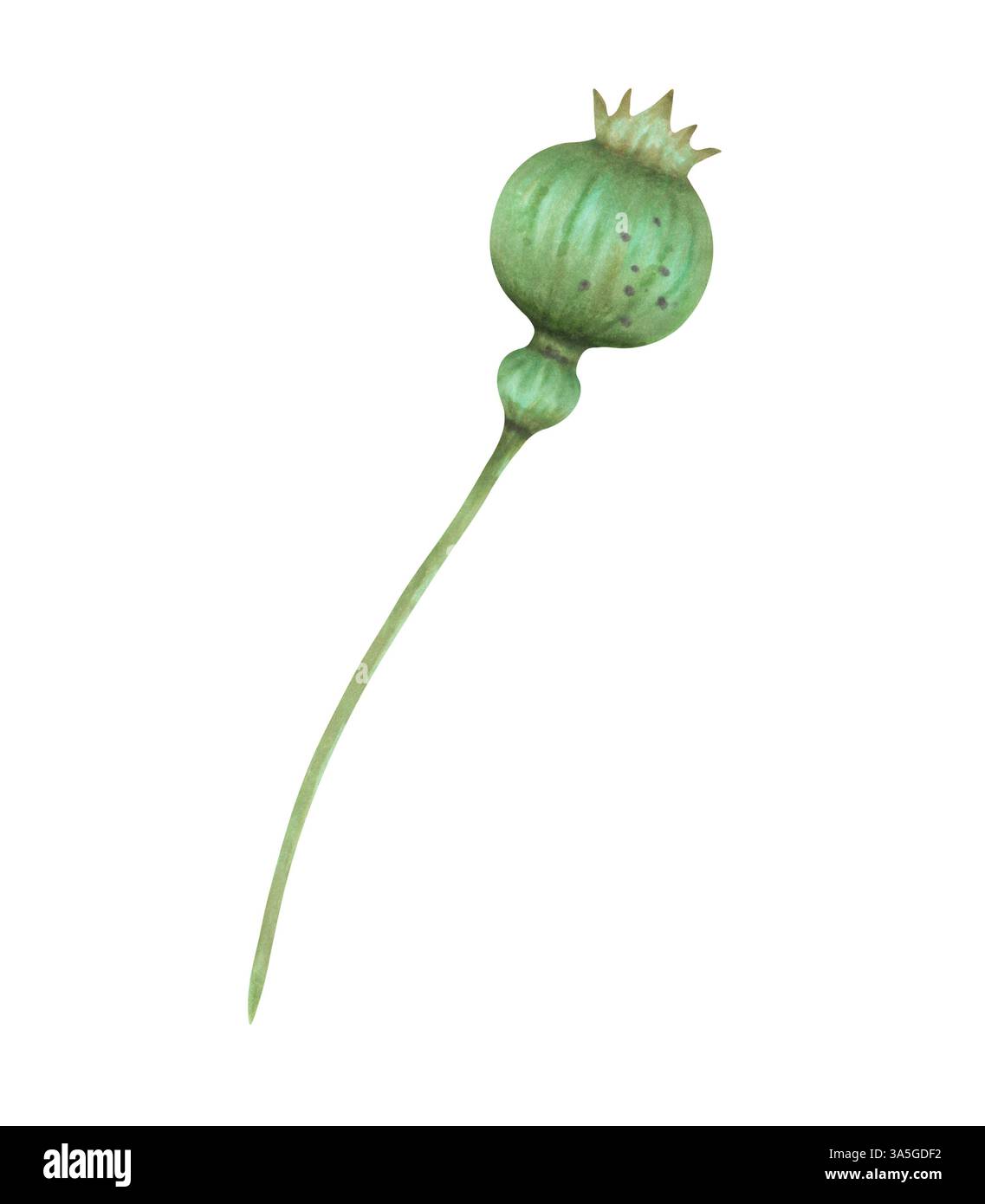 Poppy seed pod. Watercolor and marker illustration. Botanical ...