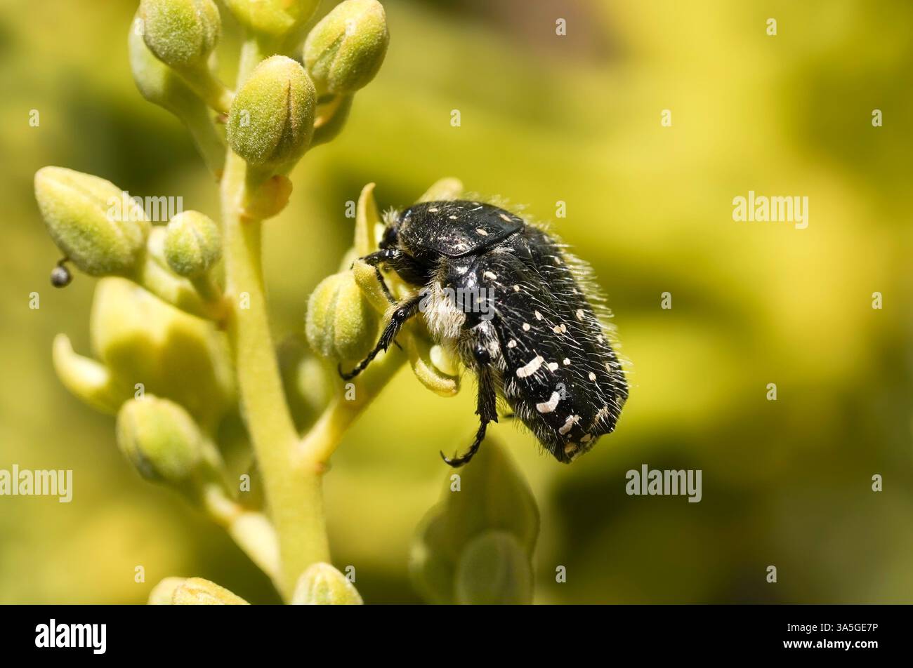 Mediterranean spotted chafer, Oxythyrea funesta on an avocado tree ...