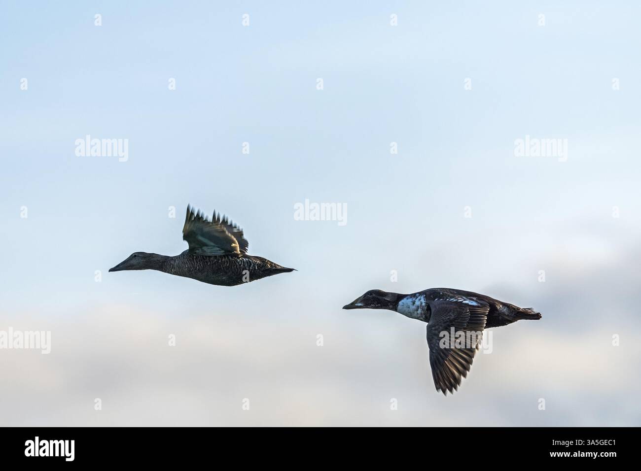 Common eider ducks flying hi-res stock photography and images - Alamy