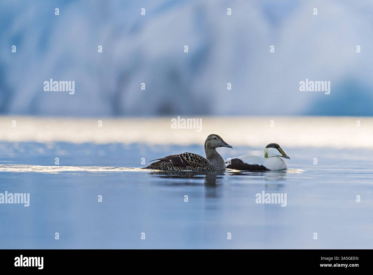 common eider ducks Stock Photo - Alamy