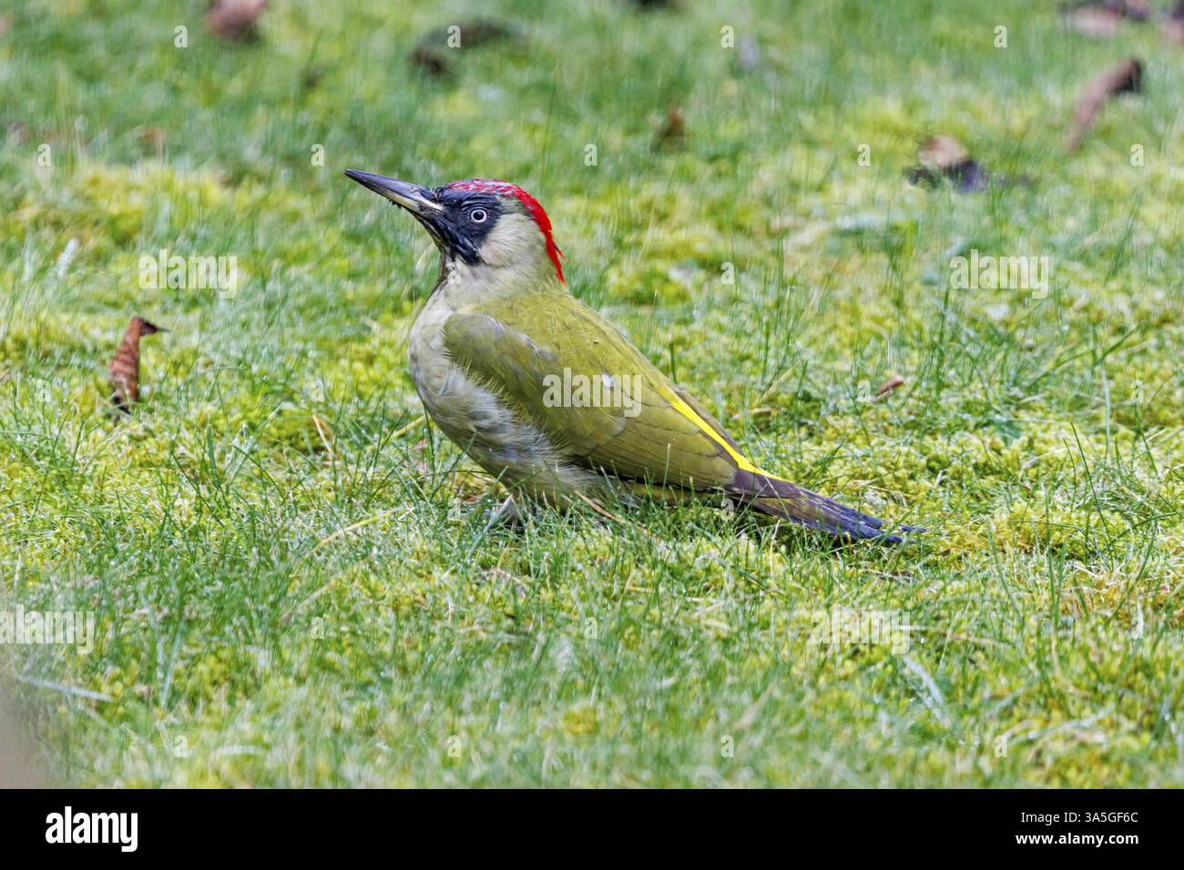 Yaffle hi-res stock photography and images - Alamy
