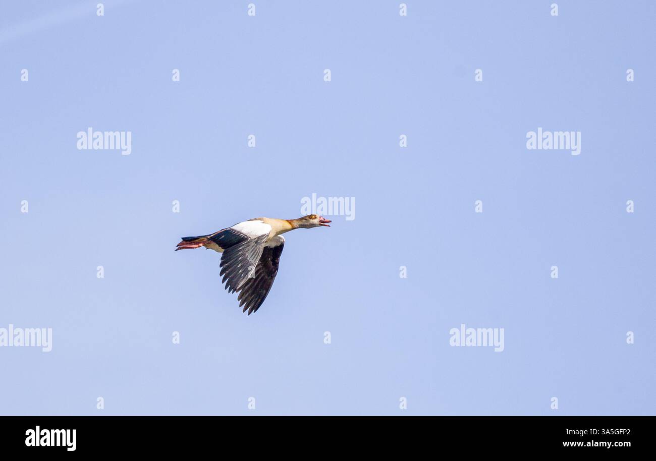 Egyptian Goose in Flight Against a Clear Sky Stock Photo - Alamy
