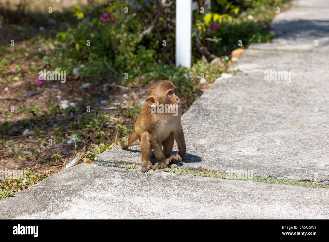 Monkey sits on ground looks hi-res stock photography and images - Alamy