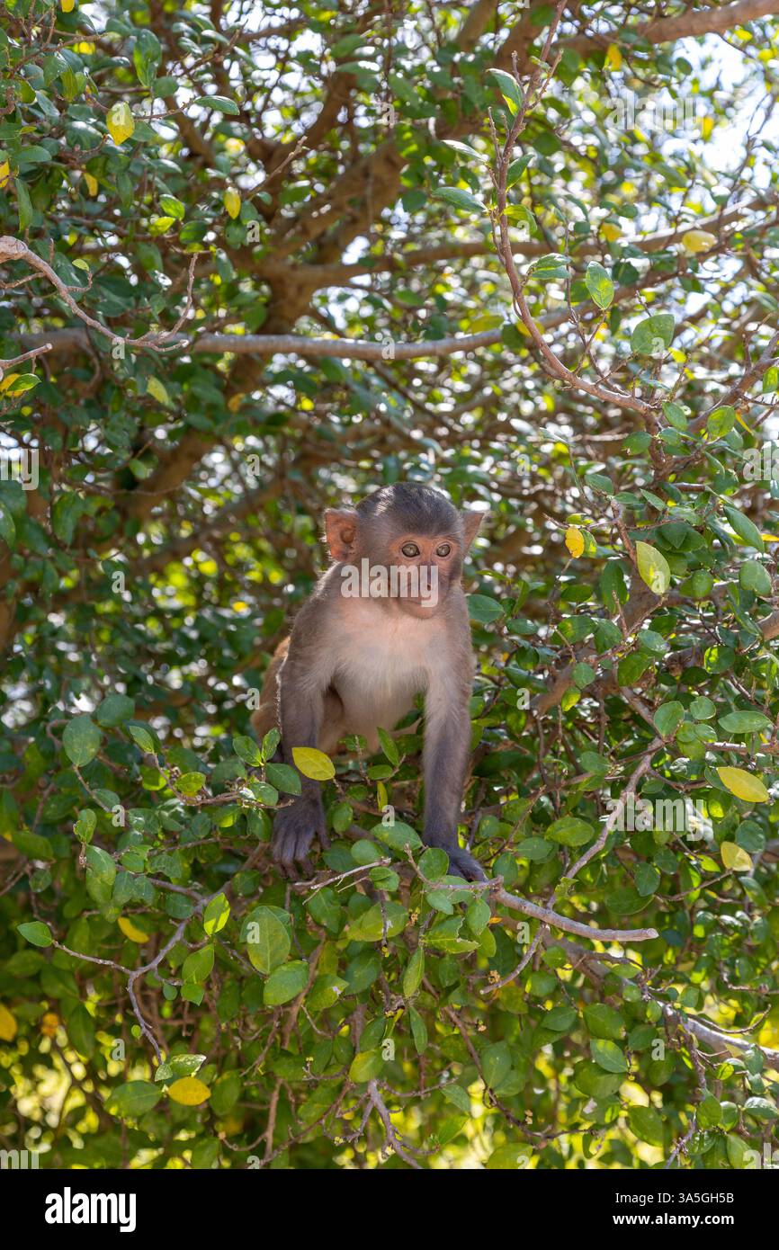 Macaque monkey in the park on Monkey Island in Vietnam, Nha Trang. The baby monkey sits high on ...