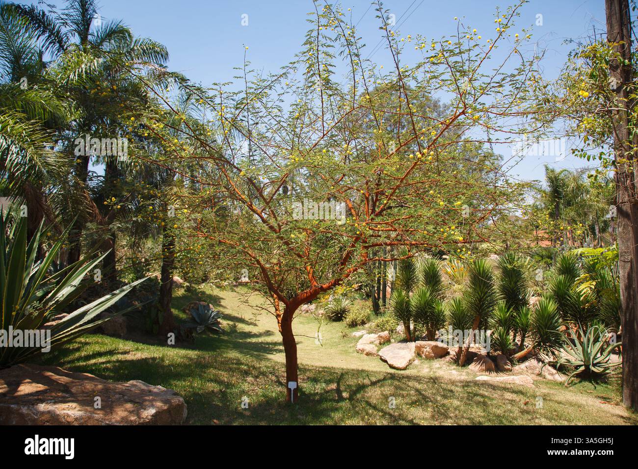 A Red Acacia (Vachellia seyal) exotic red tree in Inhotim, Minas Gerais ...