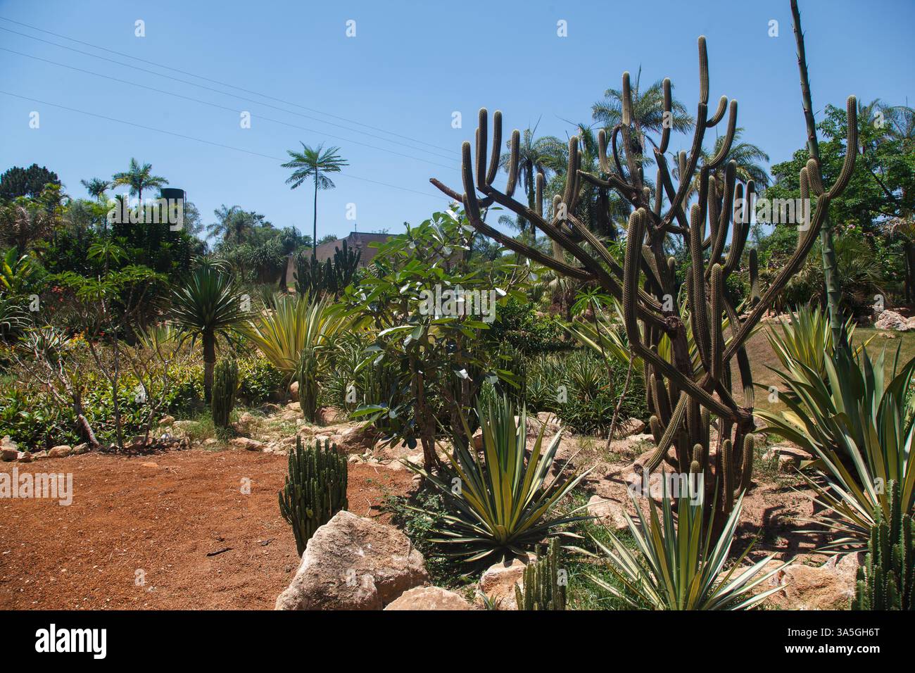A Catus and Fourcroydes agave at the desert garden in Inhotim, Minas ...