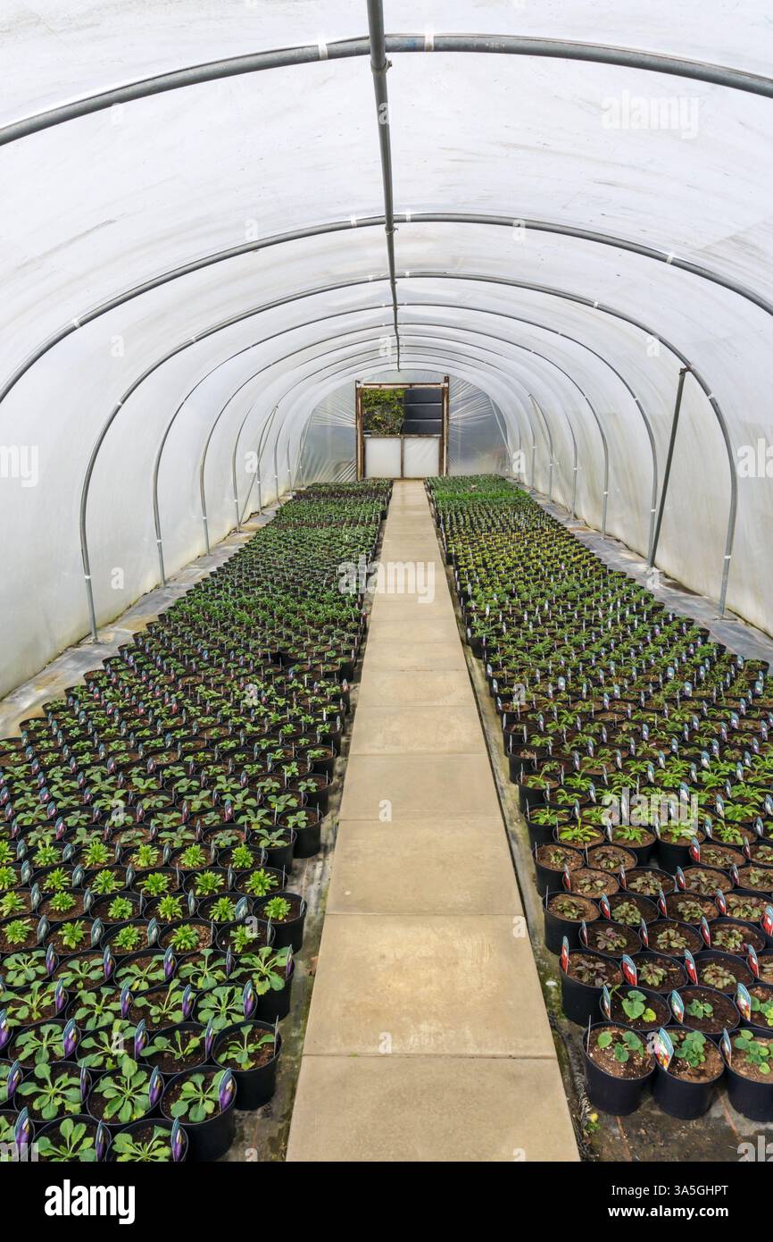Plants being grown in a polytunnel at a garden centre Stock Photo - Alamy