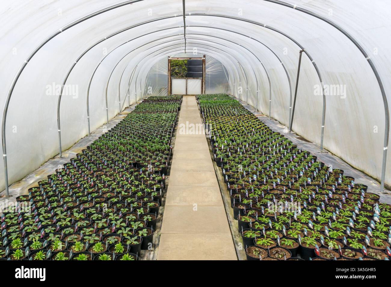 Plants being grown in a polytunnel at a garden centre Stock Photo - Alamy