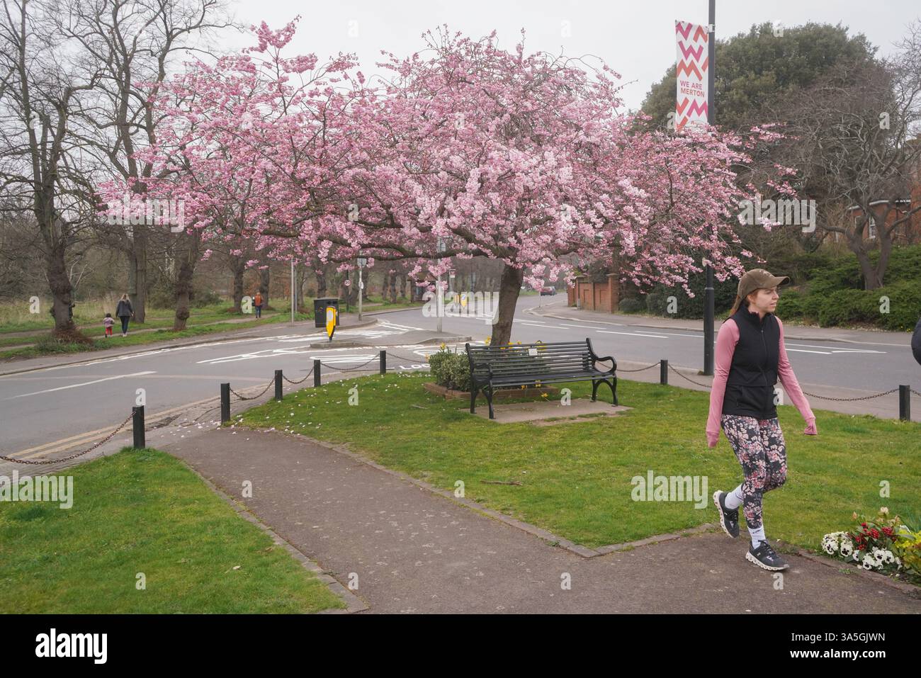 Cherry blossom tree in WImbledon Common, London Stock Photo - Alamy