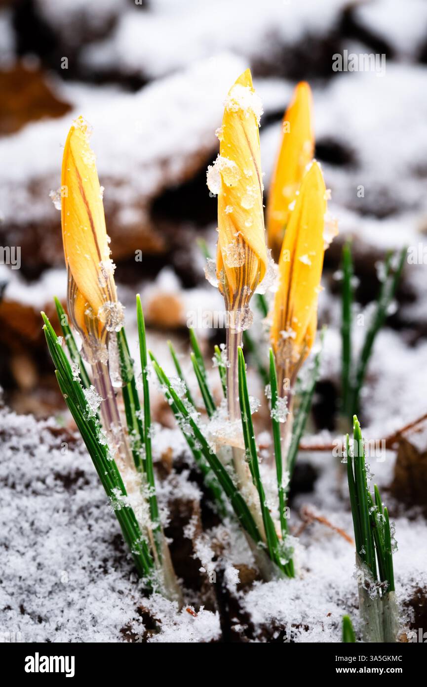 Yellow bud covered snow hi-res stock photography and images - Alamy