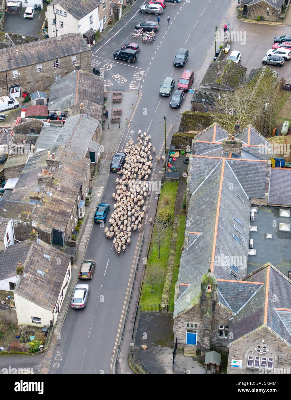 Flock of sheep being driven through the market town of Hawes, North ...