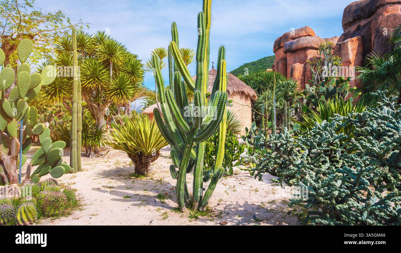 various varieties and species of cacti and succulents grow in the ...