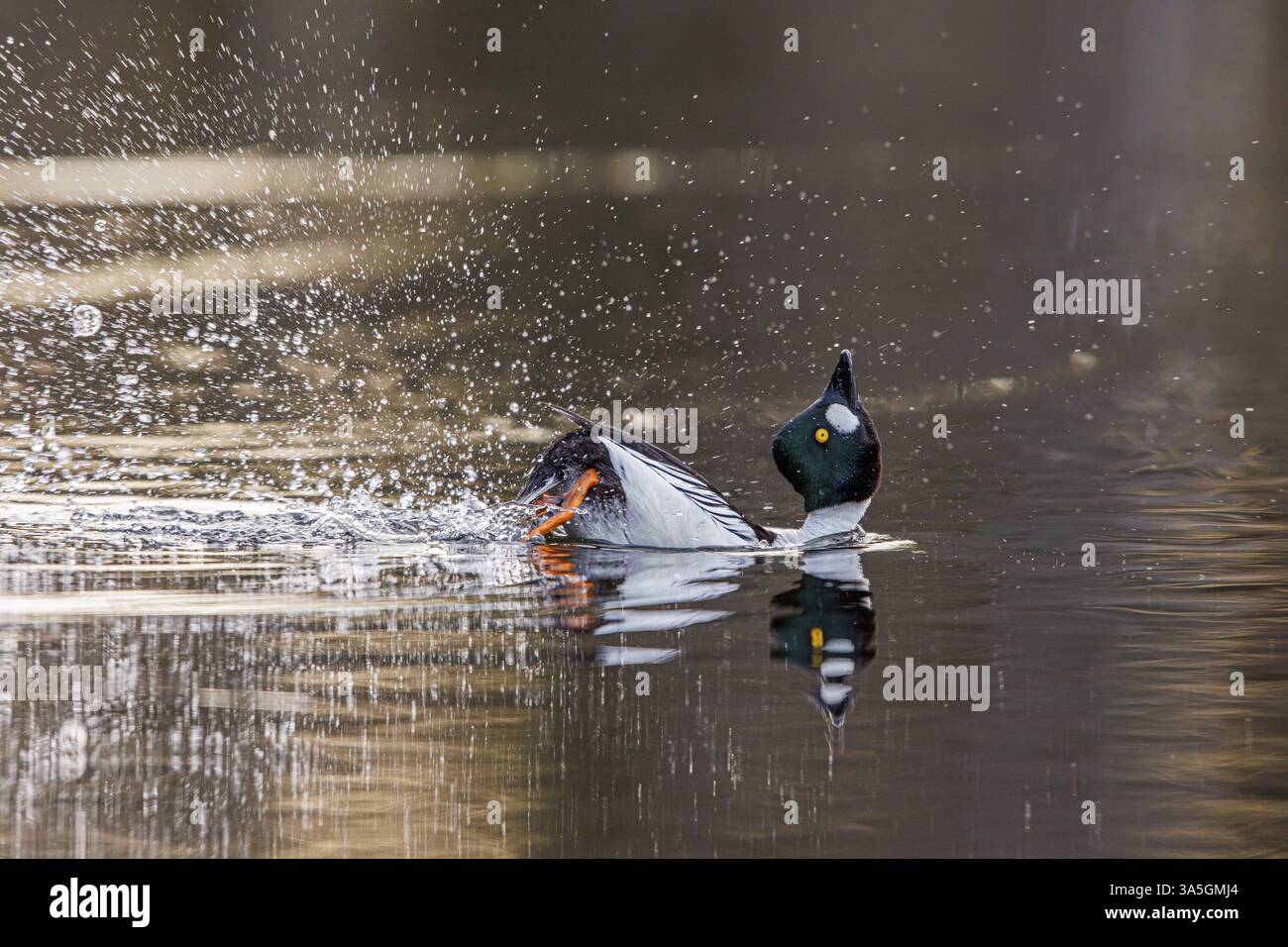 common goldeneye duck Stock Photo - Alamy